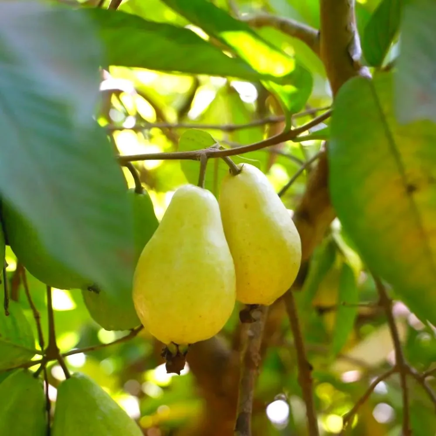 Muda Frutífera de Goiaba Paluma - AgroJardim