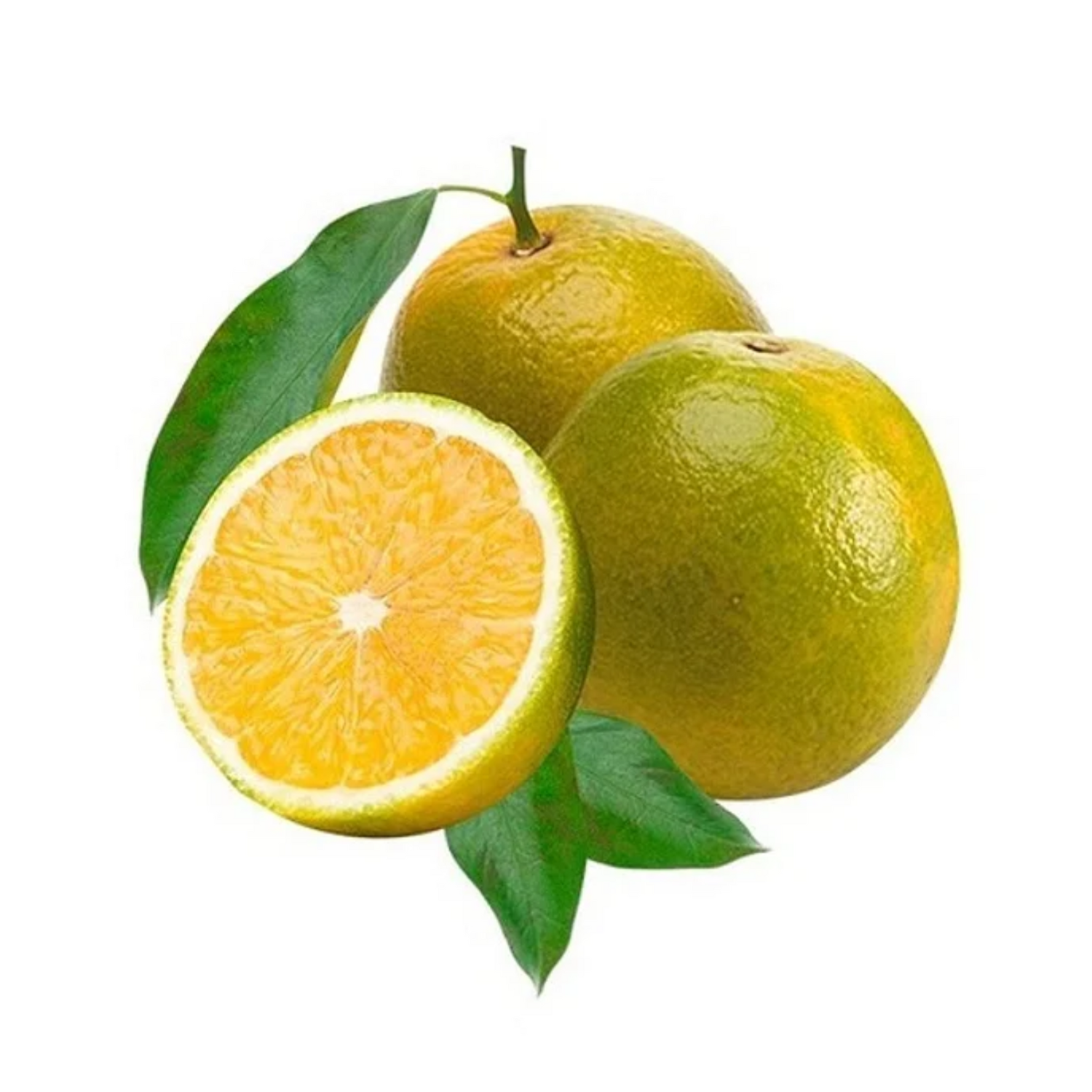 Muda Frutífera de Laranja Pera IAC Enxertada - AgroJardim