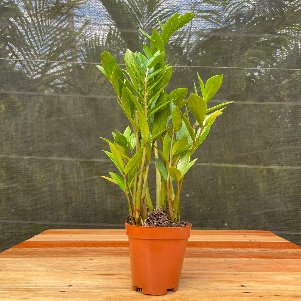 Muda de Zamioculca Mini 30cm - AgroJardim