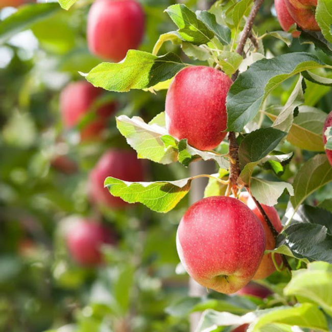 Muda Frutífera de Maçã Eva - AgroJardim