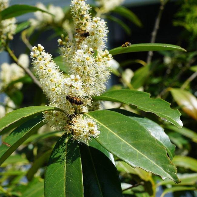 Muda de Louro Tempero 100cm - AgroJardim