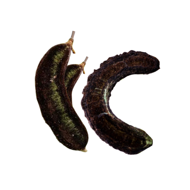 Muda Frutífera de Ingá Macaco - AgroJardim