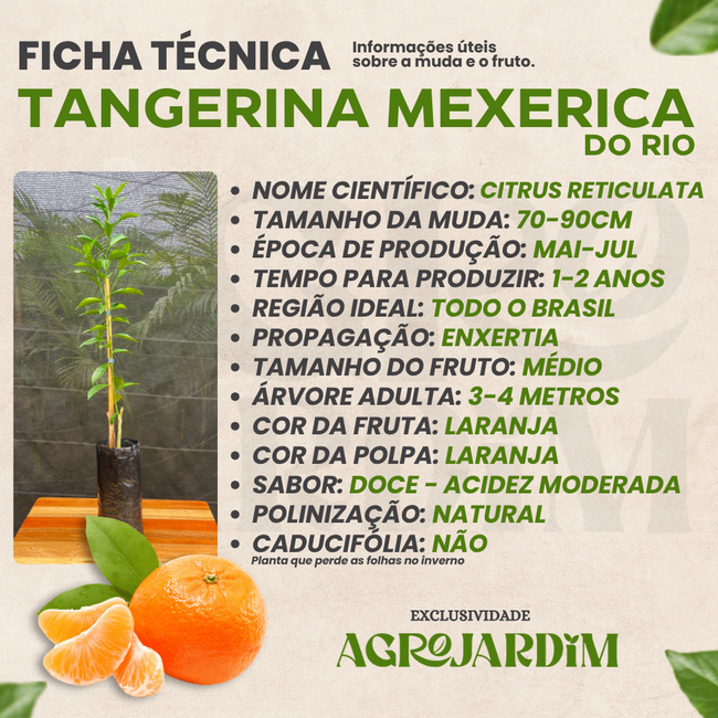 Muda Frutífera de Tangerina Mexerica do Rio Enxertada - AgroJardim