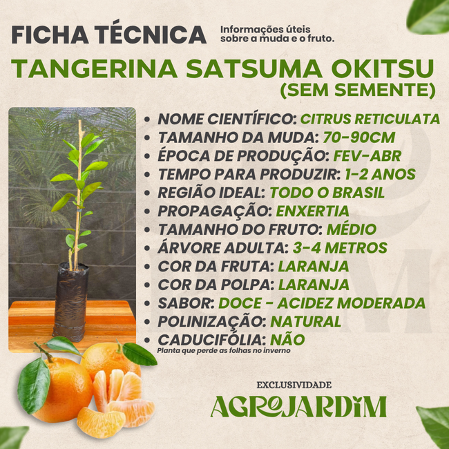Muda Frutífera de Tangerina Satsuma Okitsu (Sem Semente) Enxertada ...