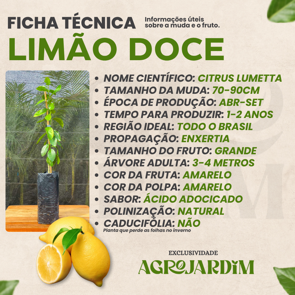 Muda Frutífera de Limão Doce Enxertada - AgroJardim