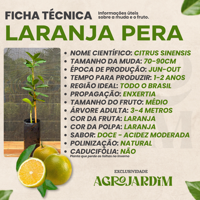 Muda Frutífera de Laranja Pera IAC Enxertada - AgroJardim