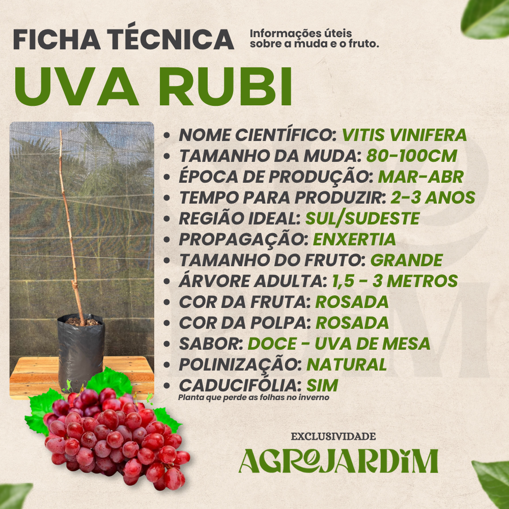 Muda Frutífera de Uva Rubi Enxertada - AgroJardim