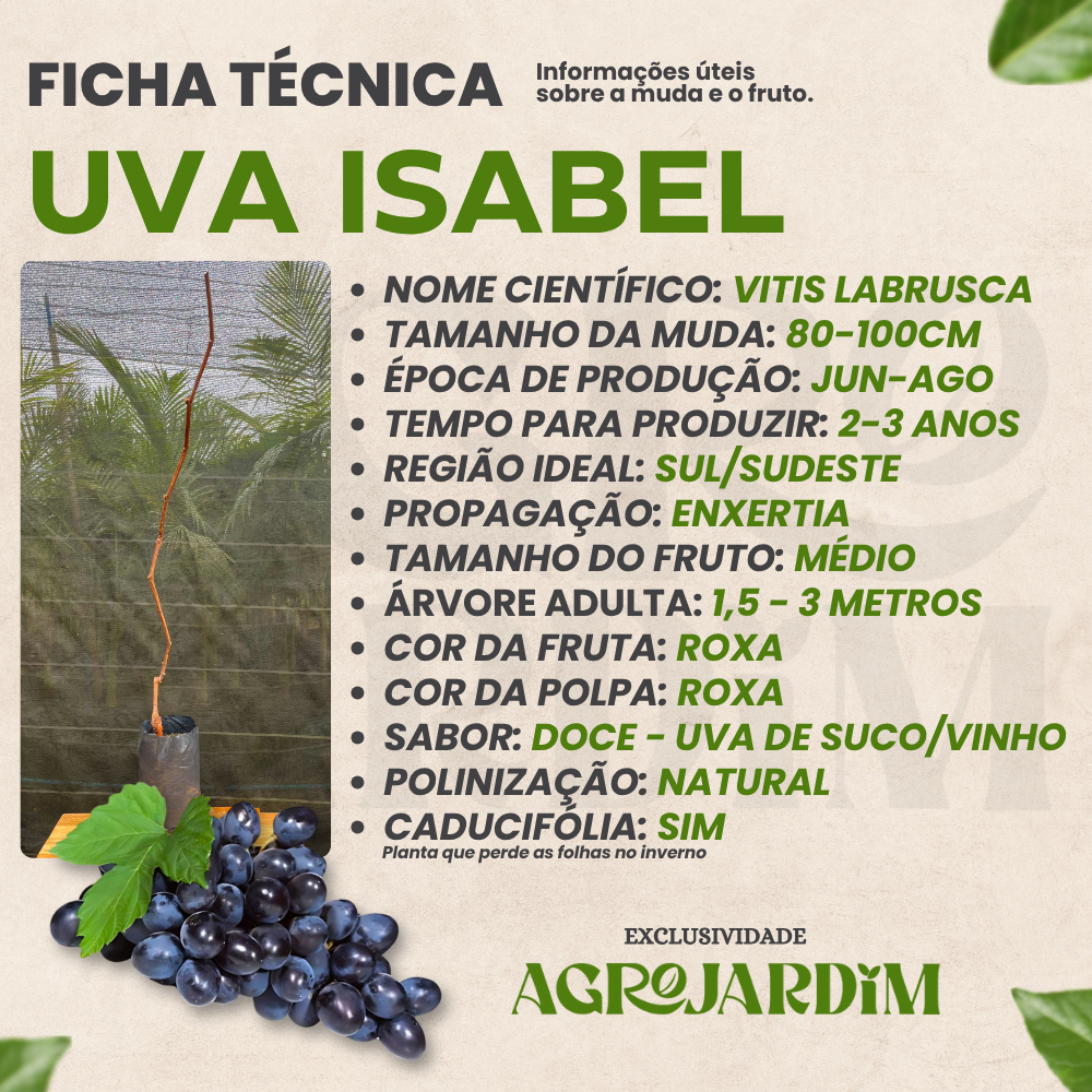 Muda Frutífera de Uva Isabel Enxertada - AgroJardim