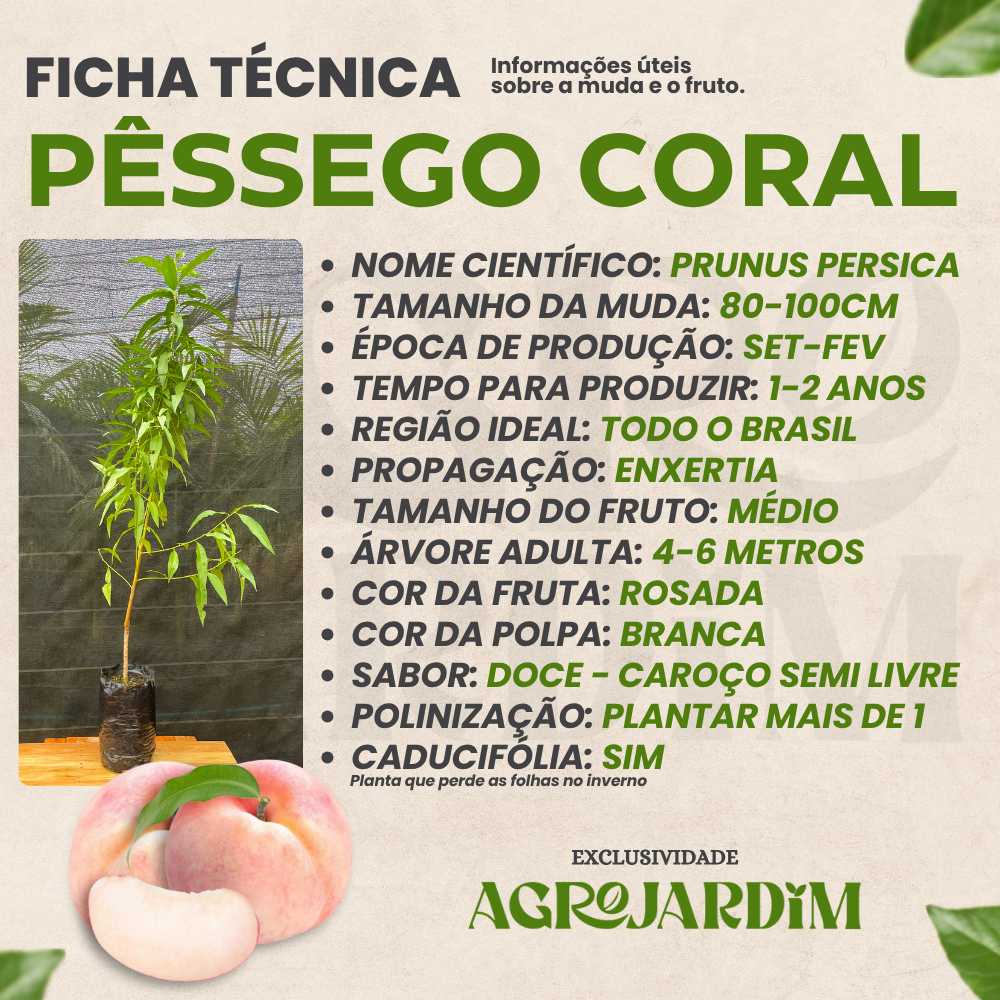 Muda Frutífera de Pêssego Coral Enxertada - AgroJardim
