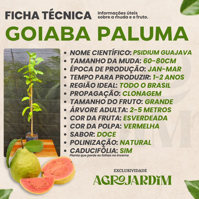 Muda Frutífera de Goiaba Paluma - AgroJardim