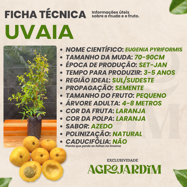Muda Frutífera de Uvaia - AgroJardim