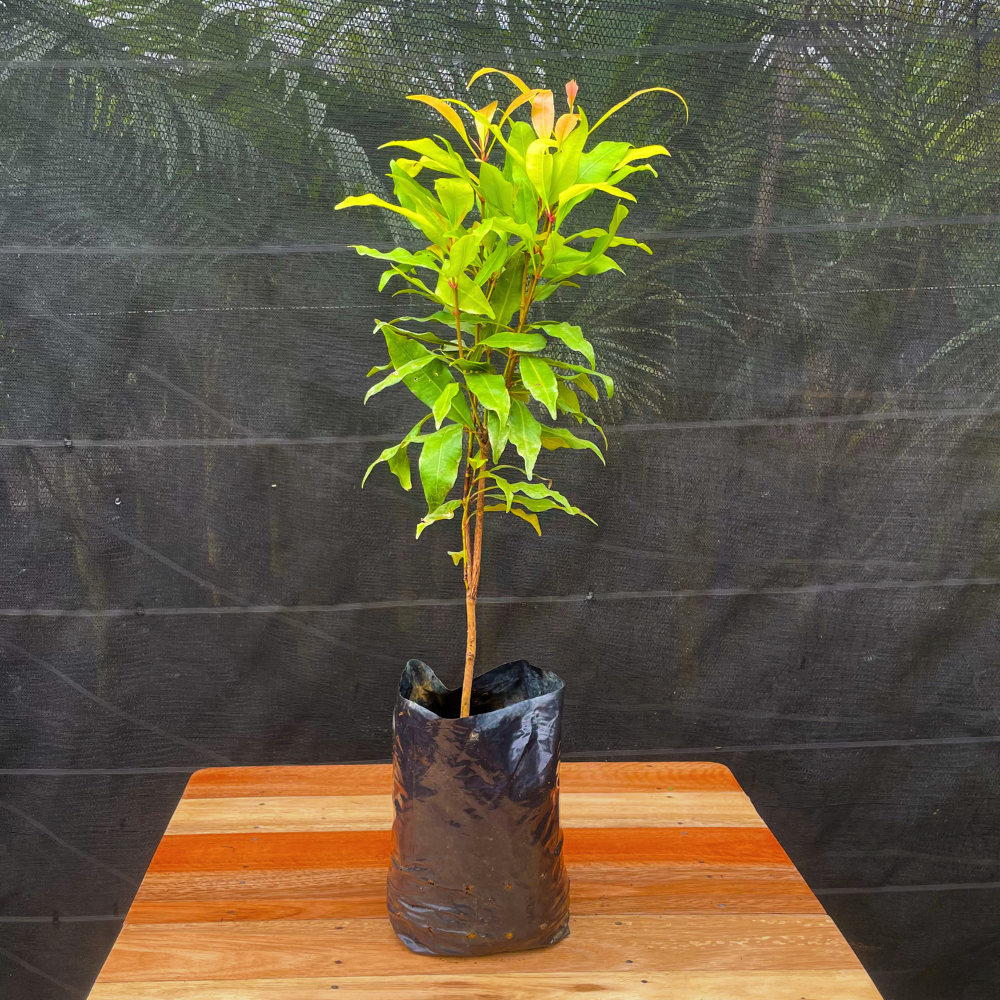 Muda de Cravo da Índia - AgroJardim