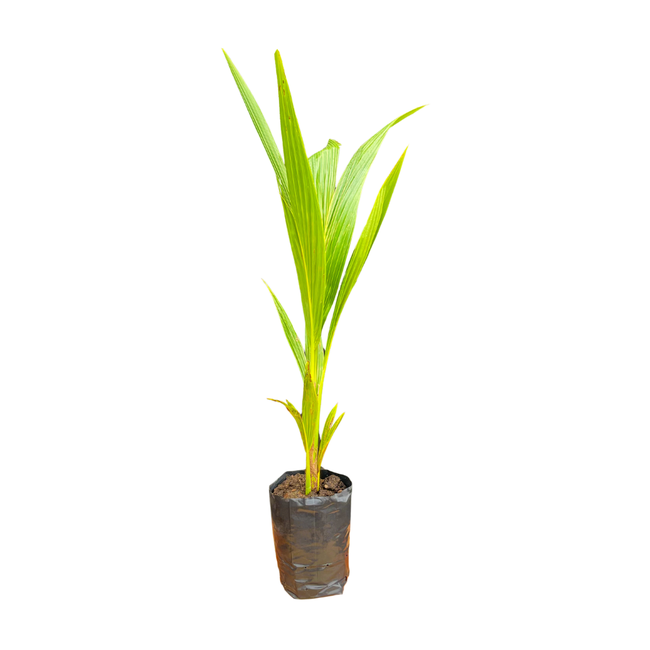 Planta Coco da Bahia Coco Anão 100cm - AgroJardim