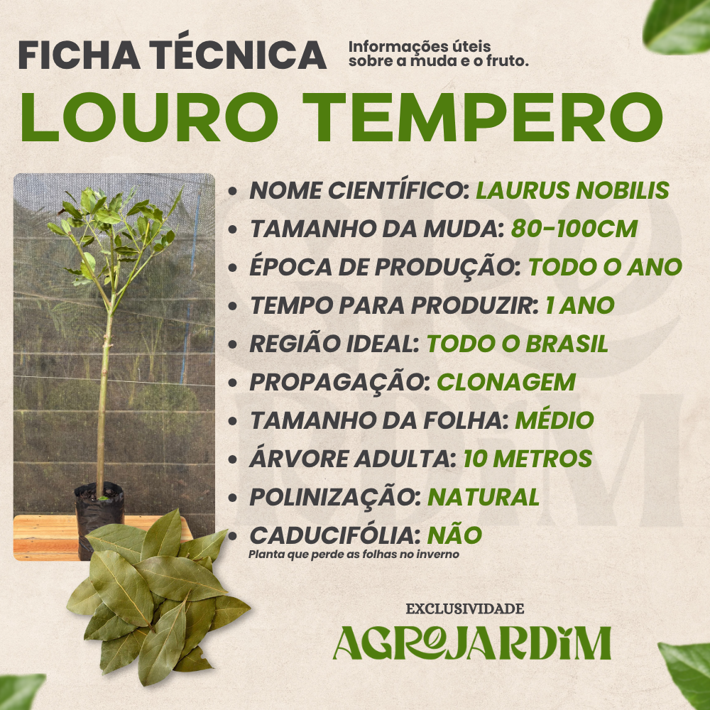 Muda de Louro Tempero 100cm - AgroJardim