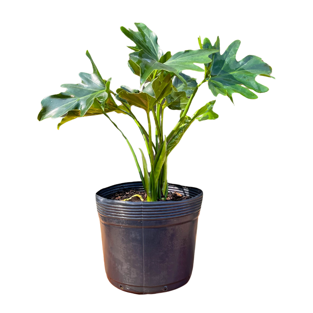 Planta Guaimbê 50cm - AgroJardim
