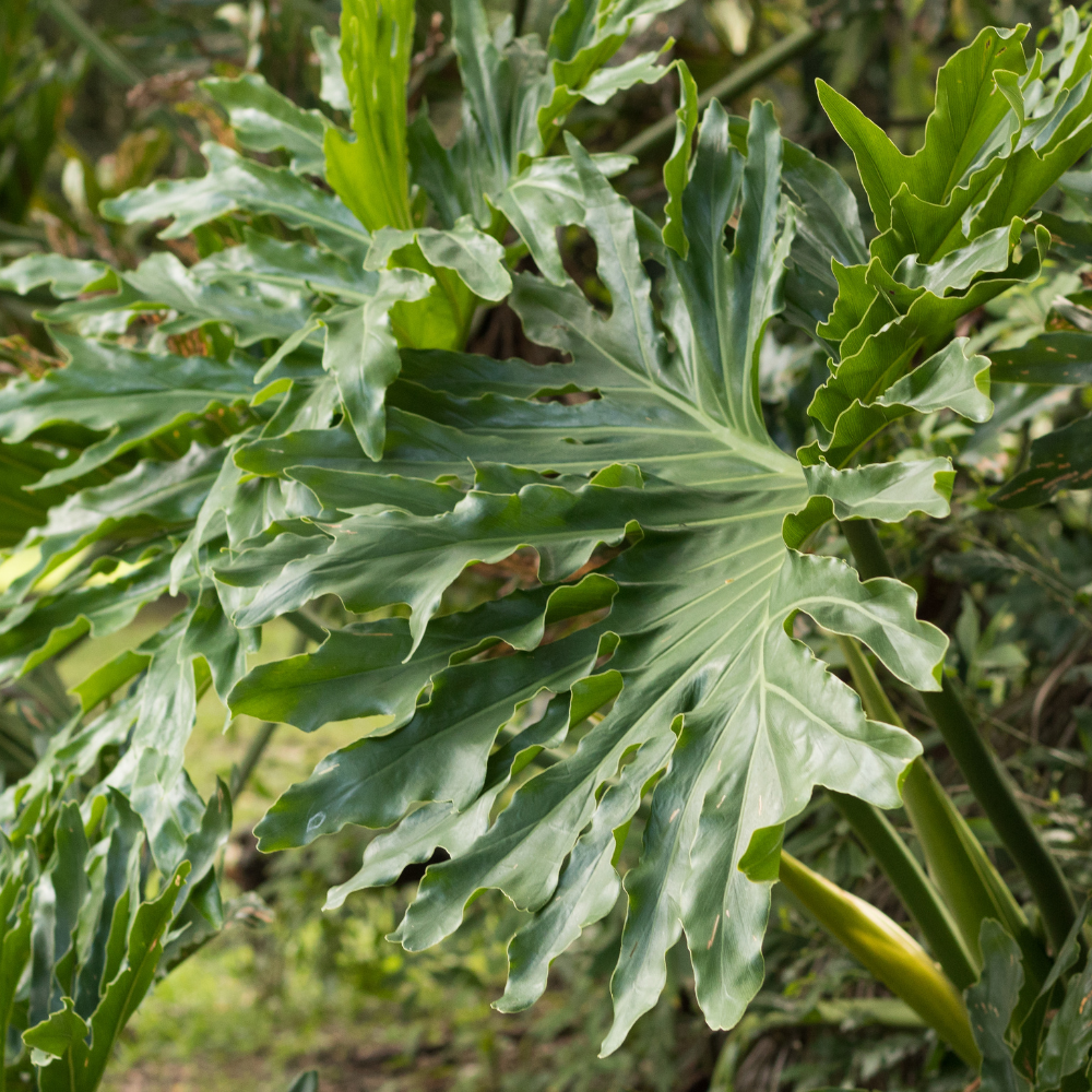 Planta Guaimbê 50cm - AgroJardim