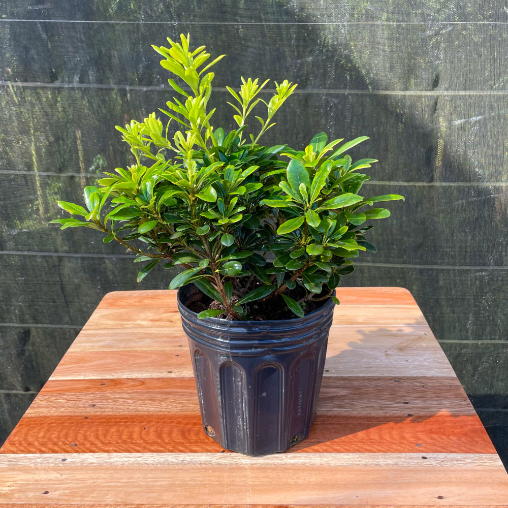 Muda de Mini Pittosporum 40cm - AgroJardim