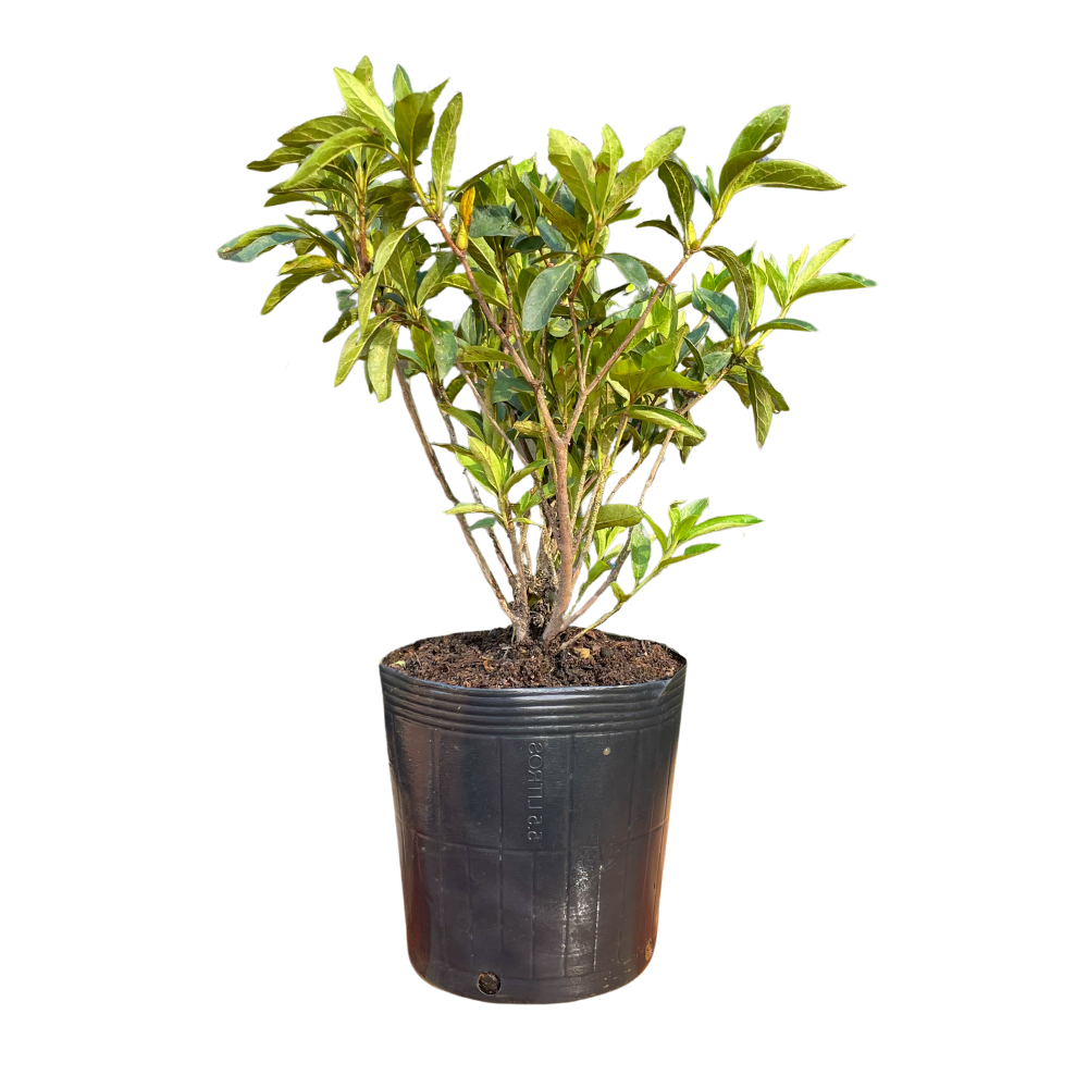 Muda de Azaléia Rosa 60cm - AgroJardim