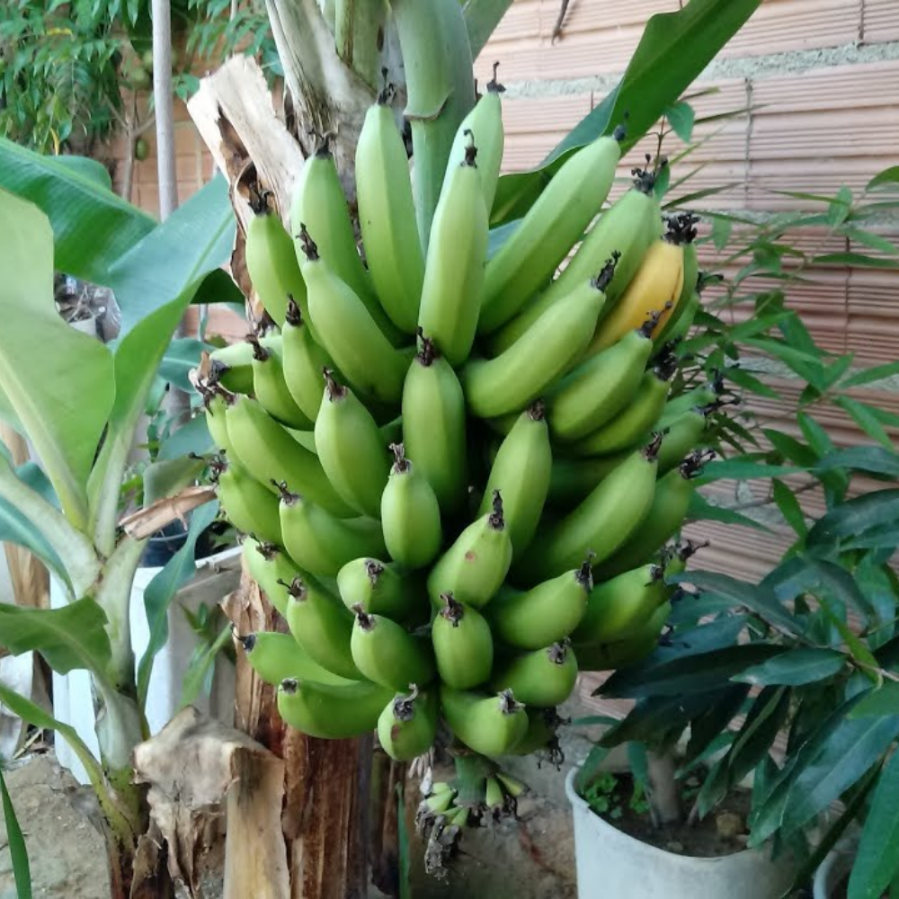 Muda Frutífera de Banana Nanica - AgroJardim