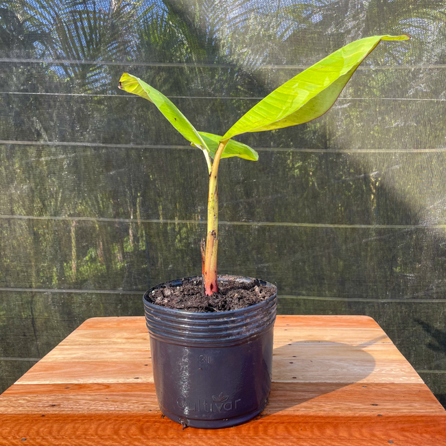 Muda Frutífera de Banana Nanica - AgroJardim