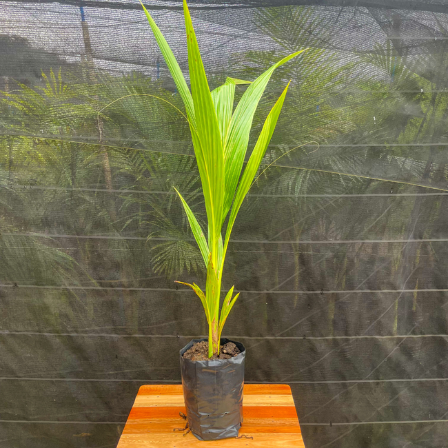 Planta Coco da Bahia Coco Anão 100cm - AgroJardim