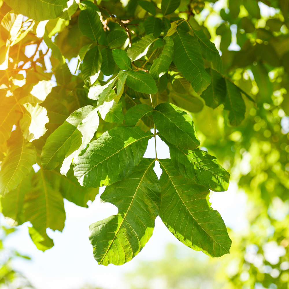 Fertilizante Mineral Verde Foliar Vitaplan 140ml - AgroJardim