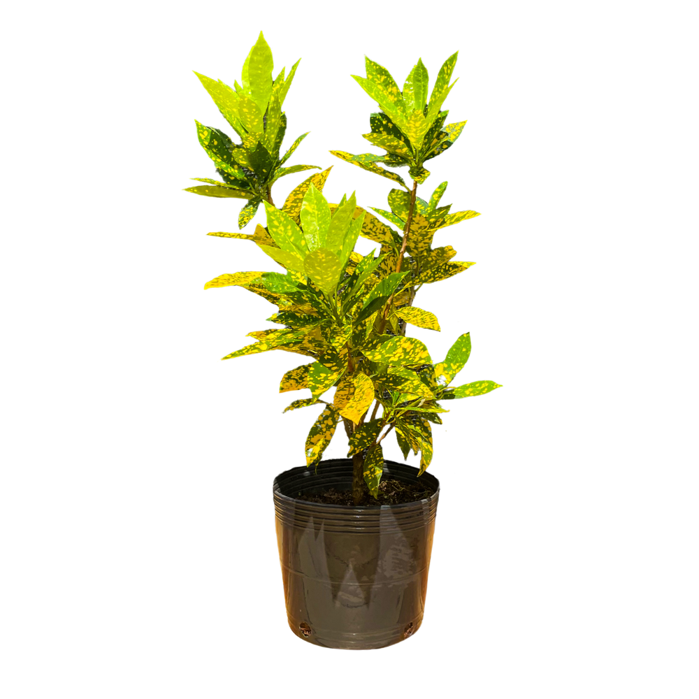 Planta Cróton Gold Dust 70cm - AgroJardim
