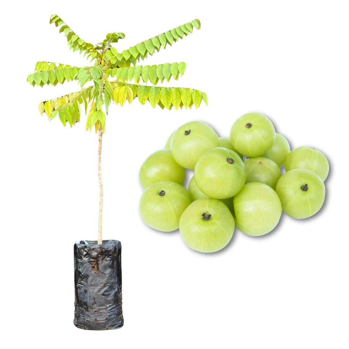 Muda Frutífera de Groselha Indiana - AgroJardim