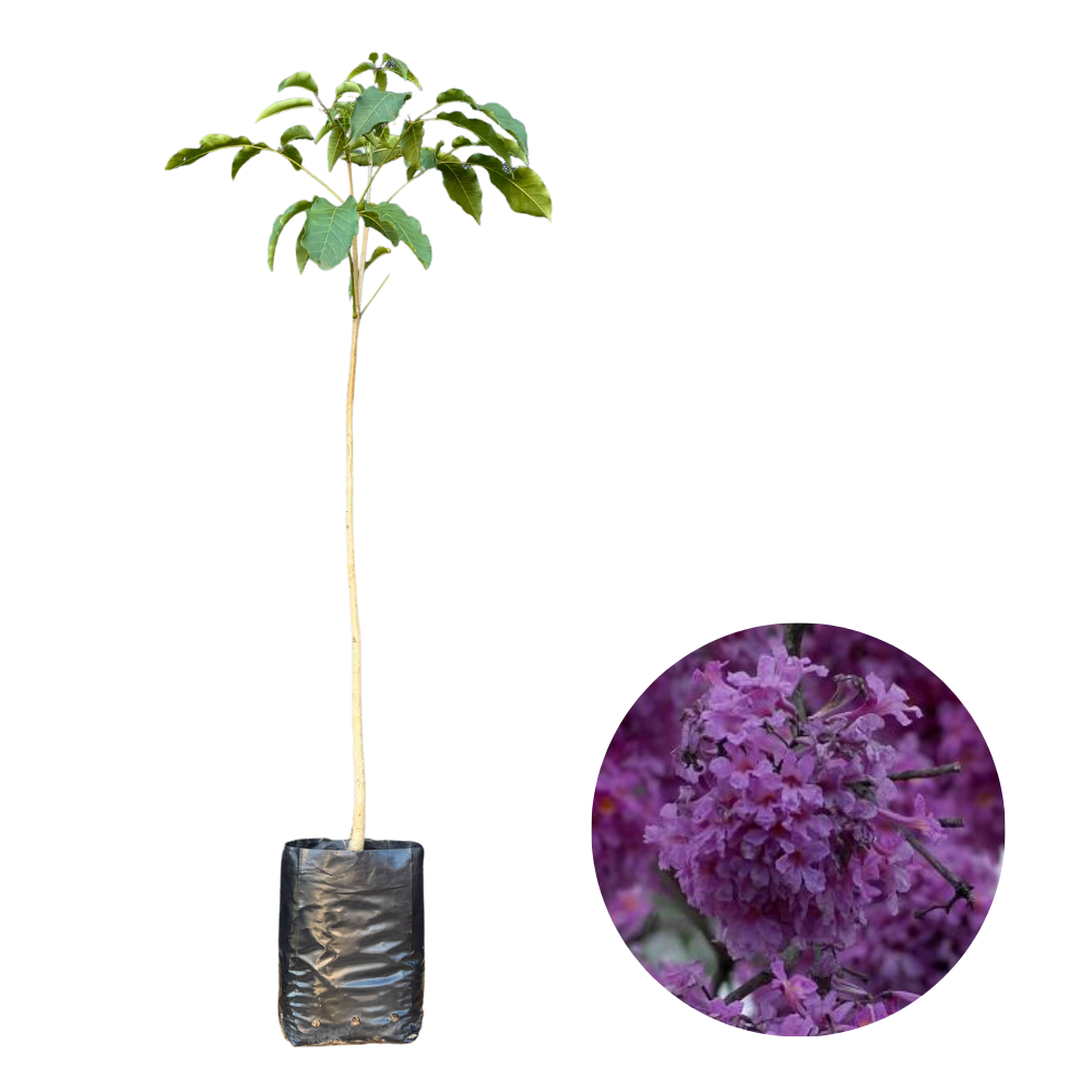 Muda de Ipê Roxo Nativa 90cm - AgroJardim