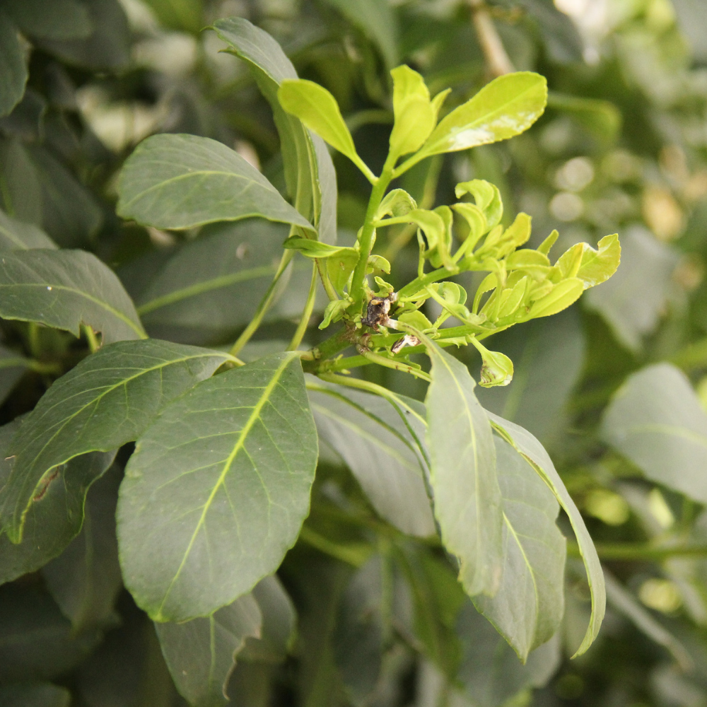 Muda de Erva Mate Ilex Paraguariensis 70cm - AgroJardim