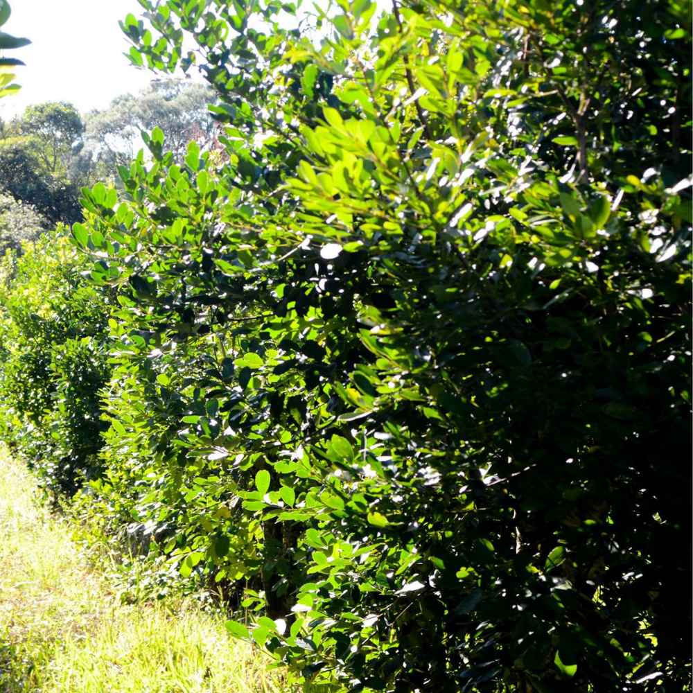 Muda de Erva Mate Ilex Paraguariensis 70cm - AgroJardim