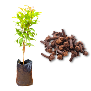 Muda de Cravo da Índia - AgroJardim