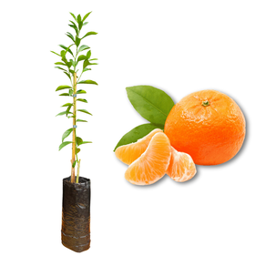 Muda Frutífera de Tangerina Mexerica do Rio Enxertada - AgroJardim