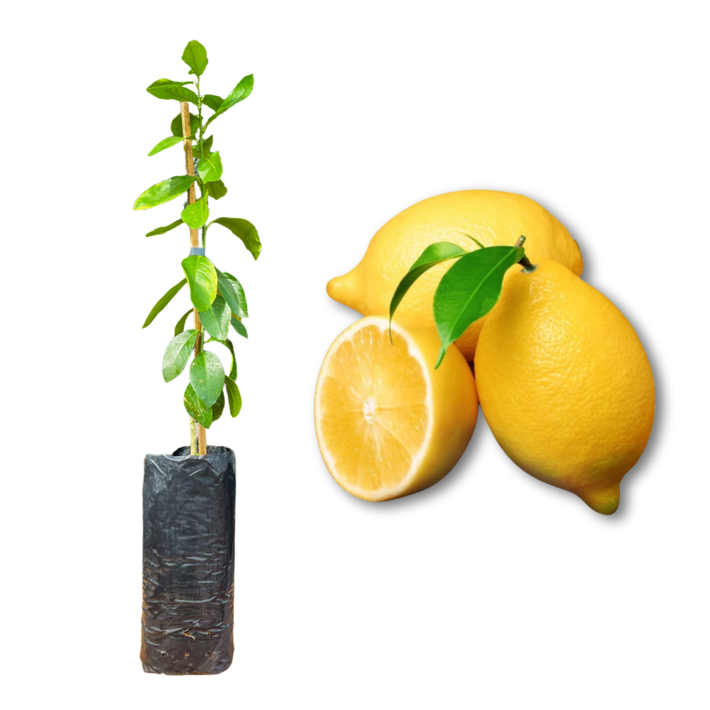 Muda Frutífera de Limão Doce Enxertada - AgroJardim